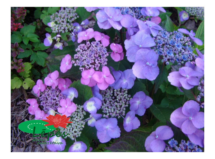 Latvijas stādi - Hydrangea serrata COTTON CANDY; TUFF STUFF = 'Mak 20 ...