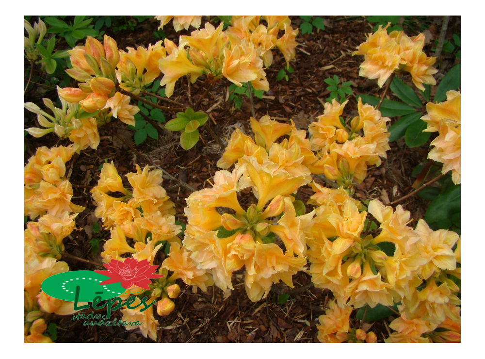 Latvijas stādi - Rhododendron 'Csardas' - vasarzaļais rododendrs, šķirne