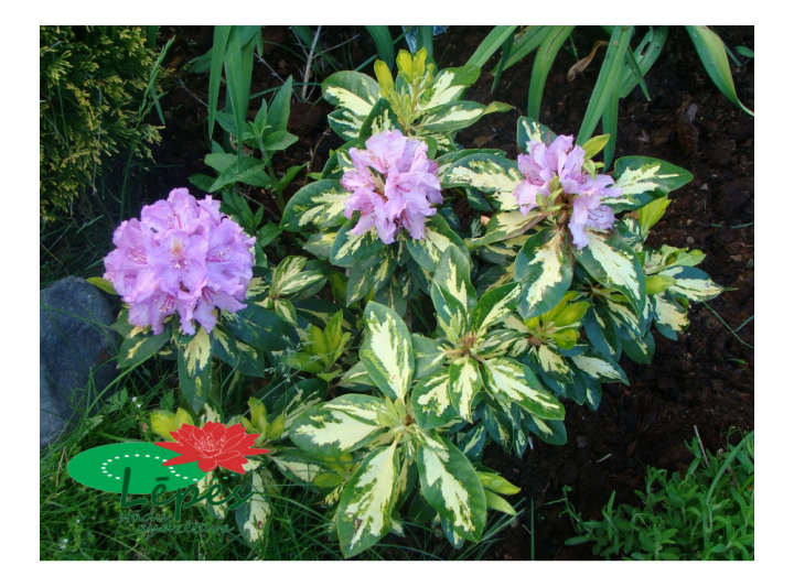 Latvijas stādi - Rhododendron 'Goldflimmer' - mūžzaļais rododendrs, šķirne