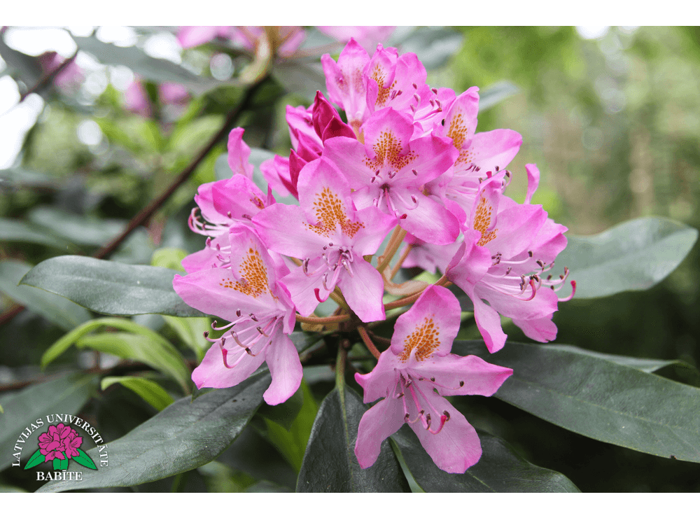 Latvijas stādi - Rhododendron 'Ponticum Roseum' - mūžzaļais rododendrs ...