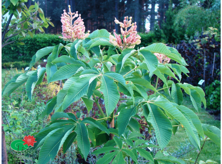 Latvijas stādi - Aesculus × mutabilis 'Induta' - mainīgā zirgkastaņa ...
