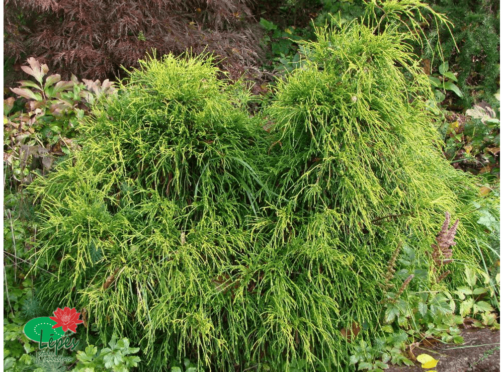 Latvijas stādi - Chamaecyparis pisifera 'Sungold' - zirņu paciprese ...