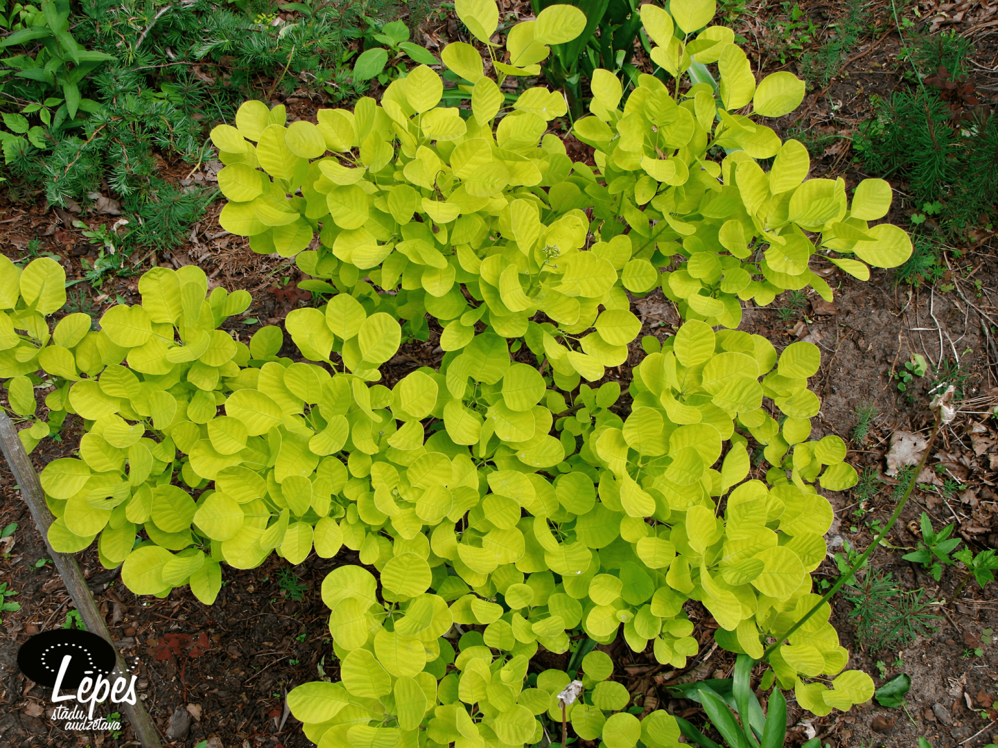 Latvijas stādi - Cotinus coggygria GOLDEN SPIRIT = 'Ancot' - parastais ...