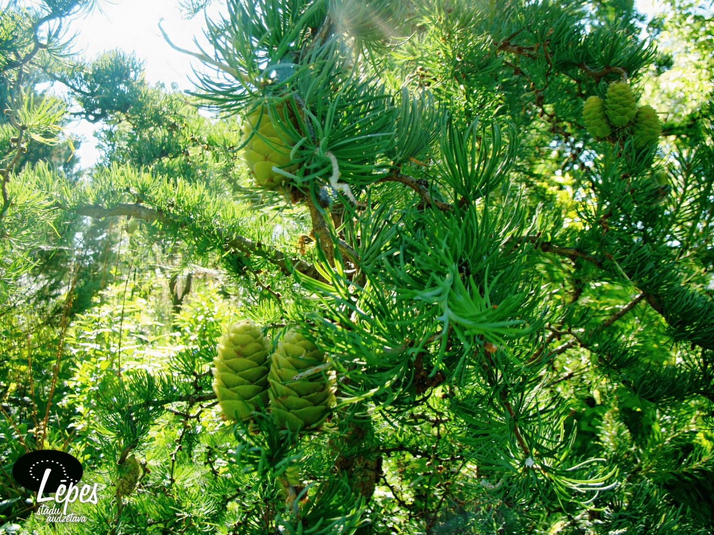 Latvijas stādi - Larix kaempferi 'Diana' - Japānas lapegle, šķirne