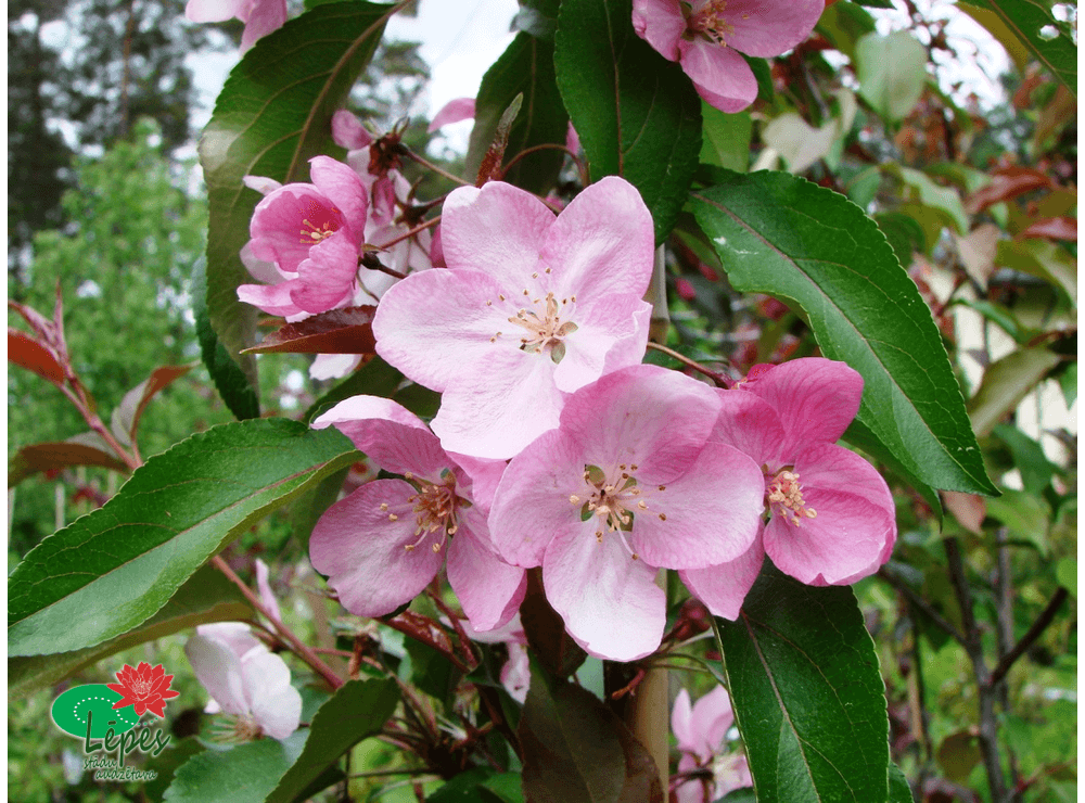 Latvijas stādi - Malus 'Ola' - ābele, šķirne