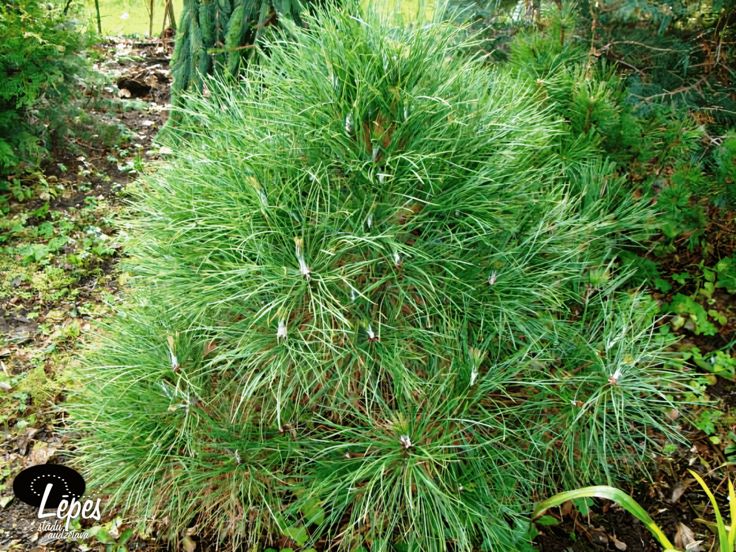 Latvijas stādi - Pinus nigra 'Globosa' - melnā priede, šķirne
