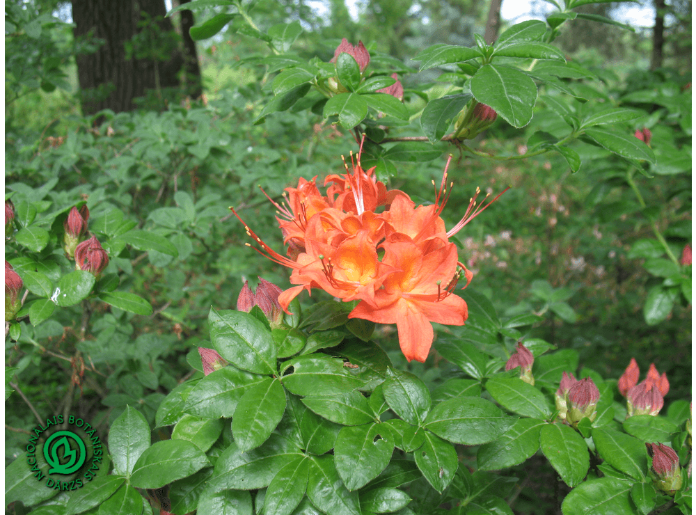 Latvijas stādi - Rhododendron bakeri - Bakera rododendrs