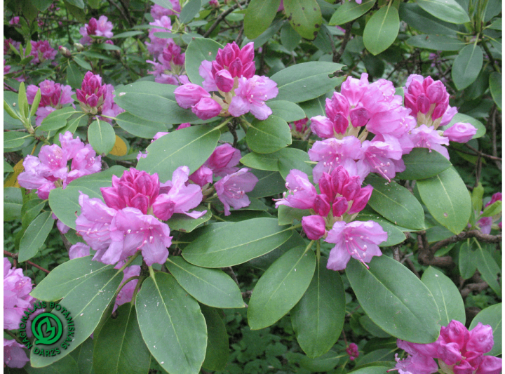 Latvijas stādi - Rhododendron catawbiense - Katavbas rododendrs