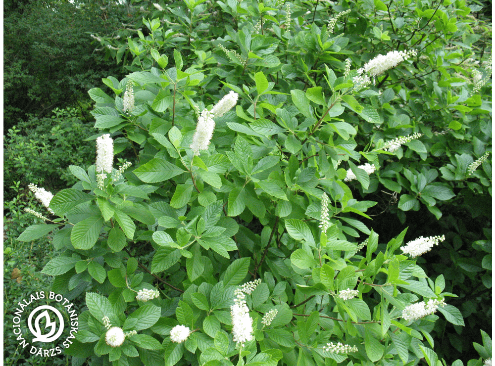 Latvijas stādi - Clethra alnifolia - alkšņlapu kletra