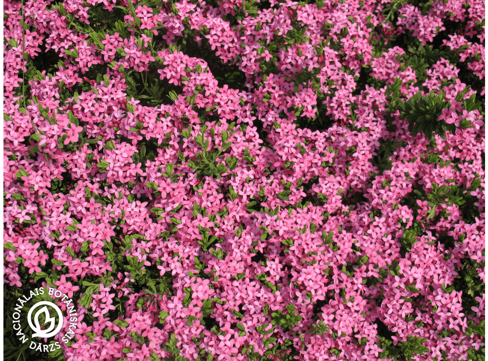 Latvijas stādi - Daphne cneorum - rozmarīna zalktene