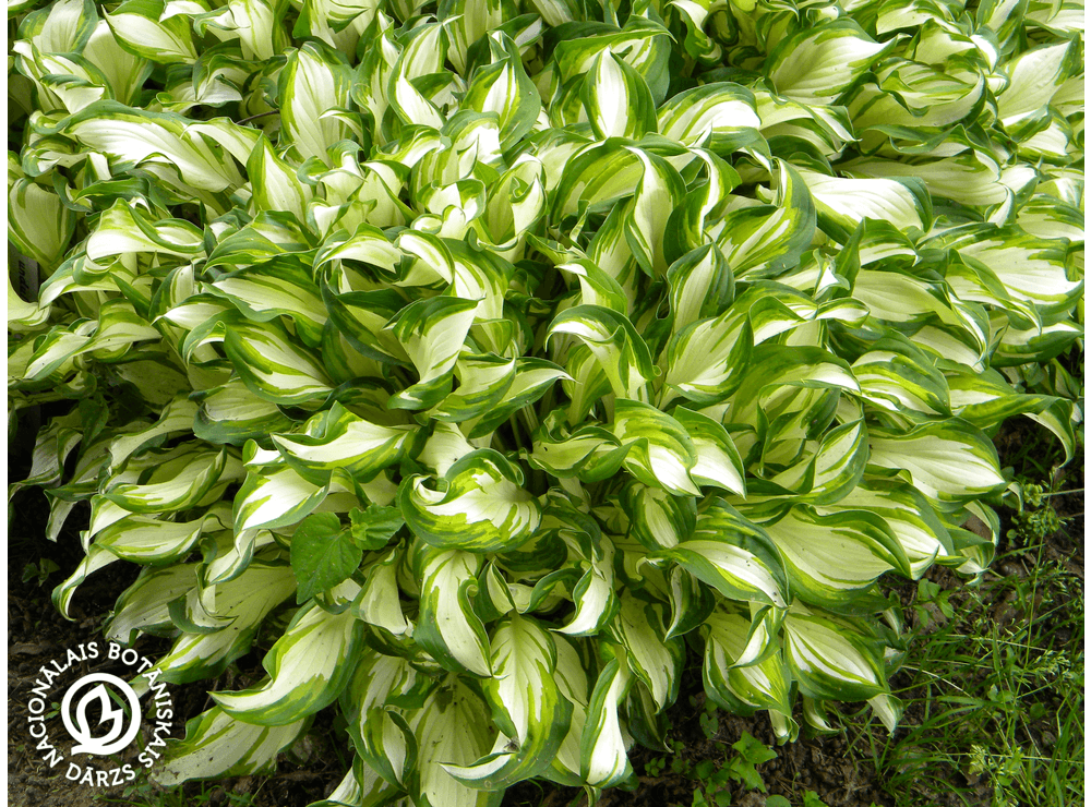 Latvijas stādi - Hosta undulata var. undulata - viļņotā hosta, varietāte