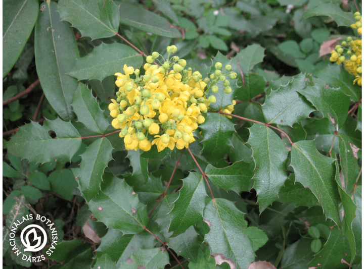 Latvijas stādi - Mahonia aquifolium - parastā mahonija