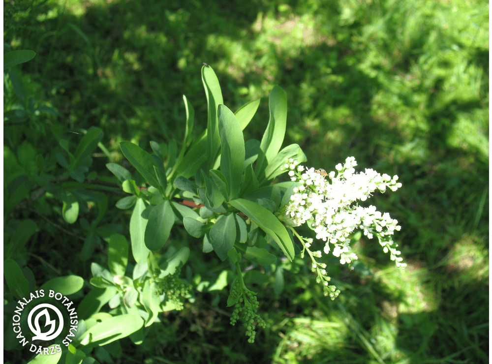 Latvijas stādi - Sibiraea altaiensis - Altaja sibireja