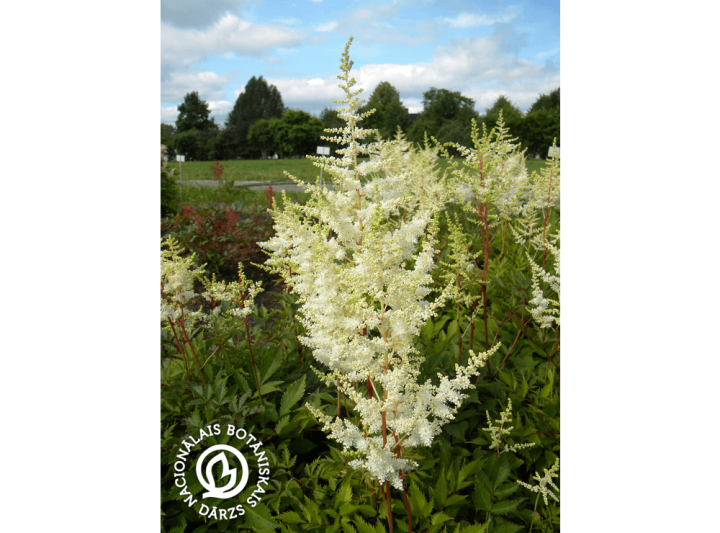 Latvijas stādi - Astilbe × arendsii 'Ellie' - Ārendsa astilbe, šķirne
