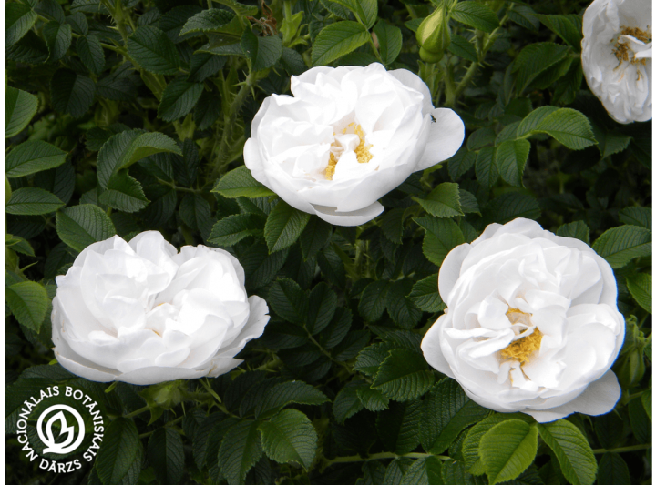 Latvijas stādi - Rosa rugosa 'Agnese' - rievainā roze, šķirne