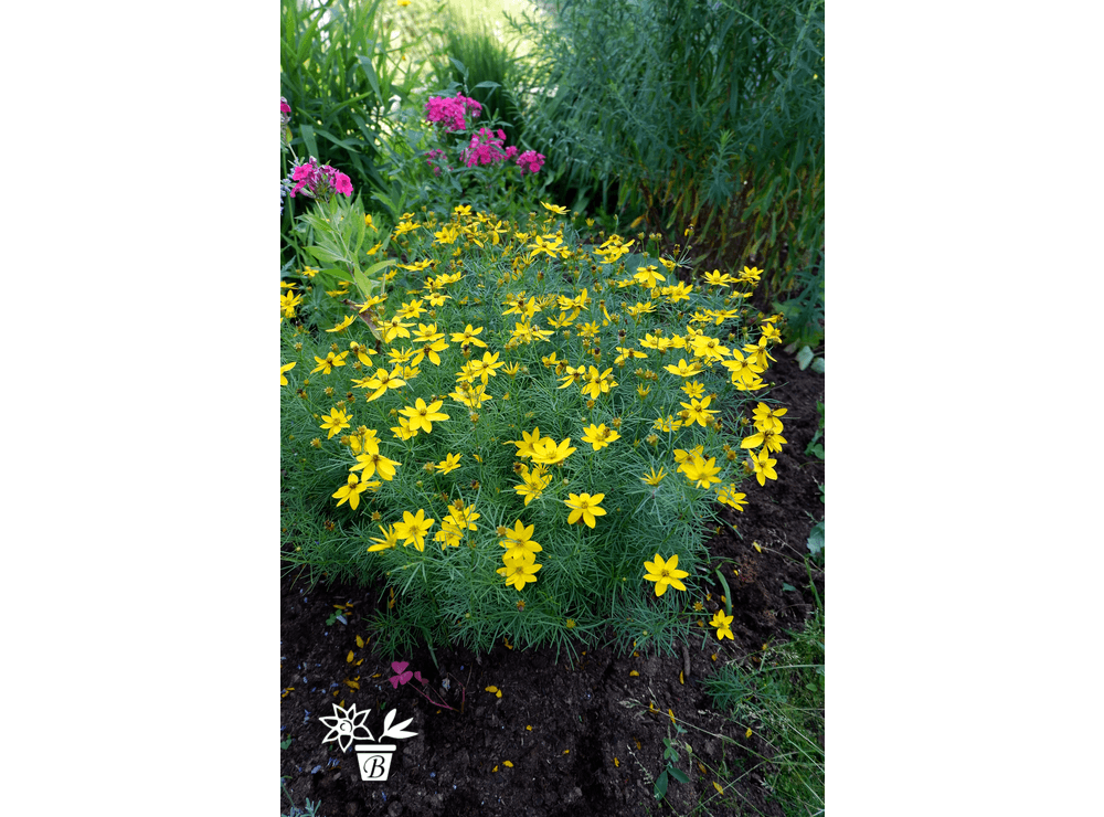 Latvijas stādi - Coreopsis verticillata 'Zagreb' - smalklapu brūnactiņa ...