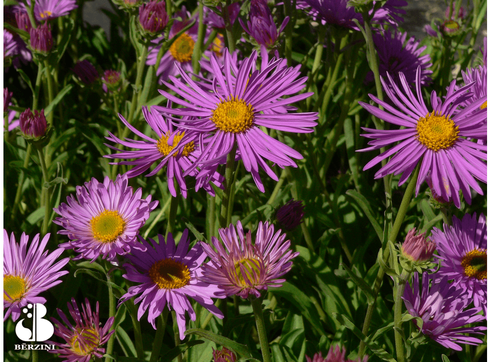 Latvijas stādi - Aster alpinus 'Happy End' - Alpu ziemastere, šķirne