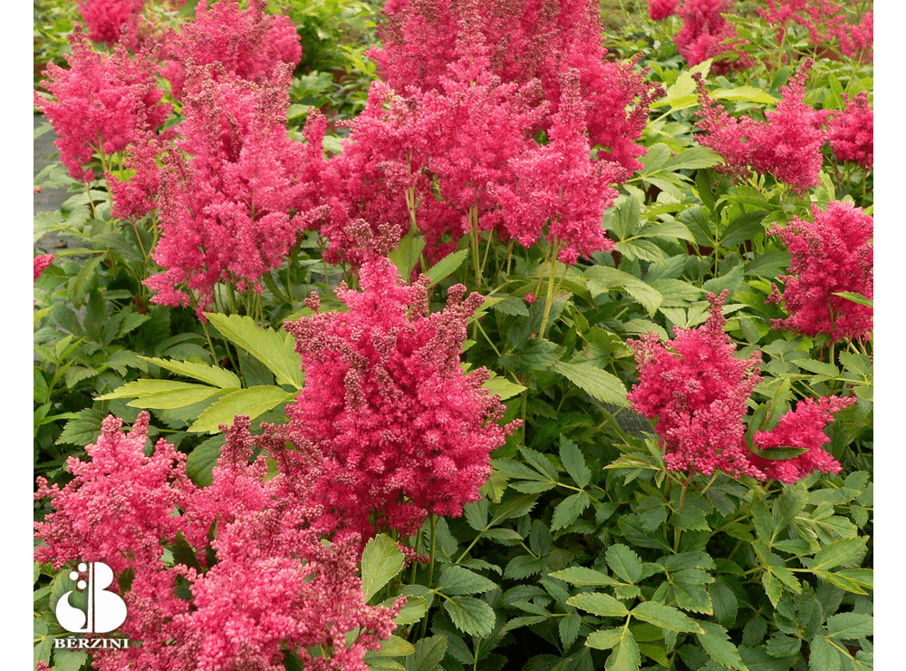 Latvijas stādi - Astilbe 'Fireberry' - astilbe, šķirne