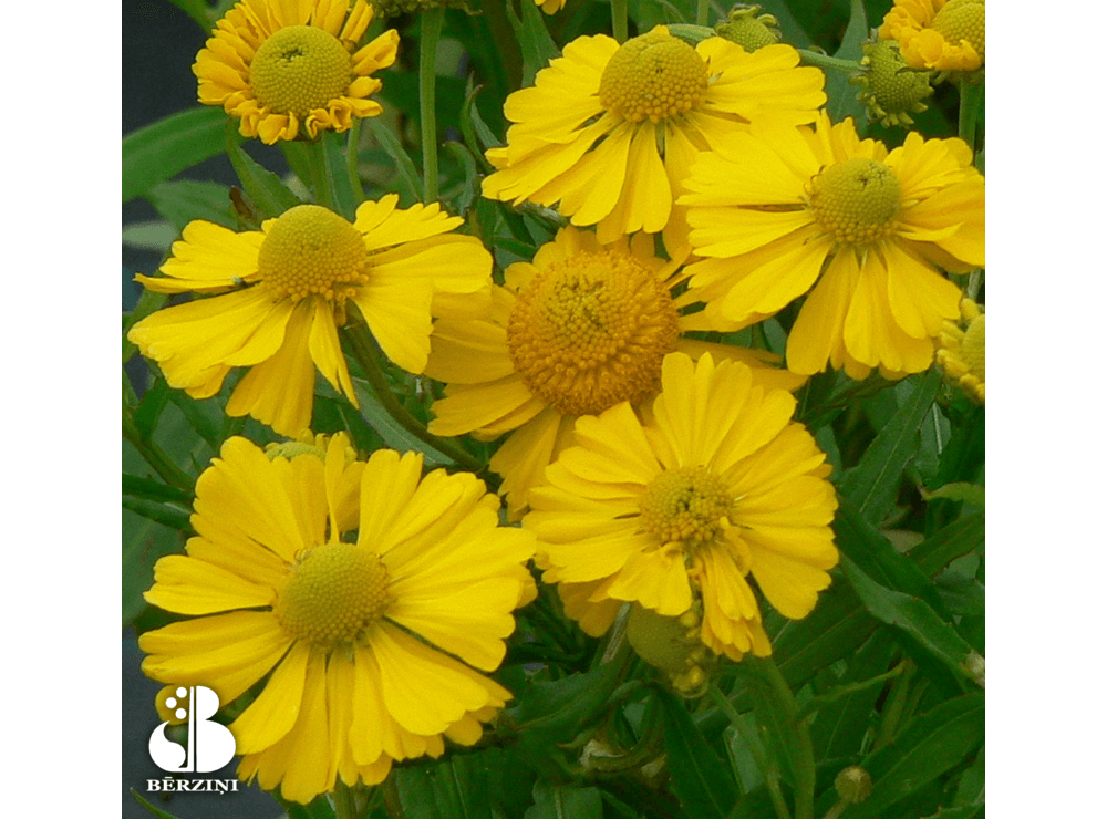 Latvijas stādi - Helenium 'Helena Yellow' - helēnija, šķirne