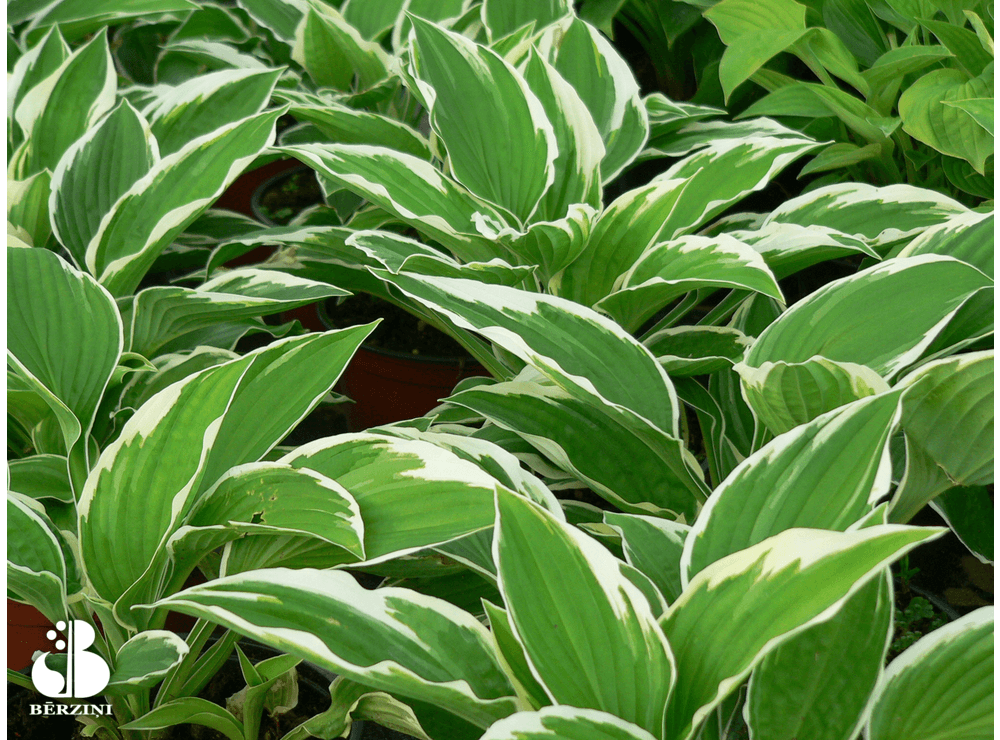 Latvijas stādi - Hosta 'Frosted Jade' - hosta, šķirne