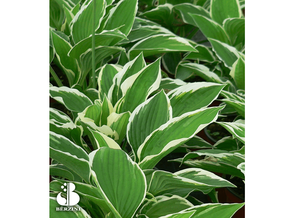 Latvijas stādi - Hosta 'Frosted Jade' - hosta, šķirne