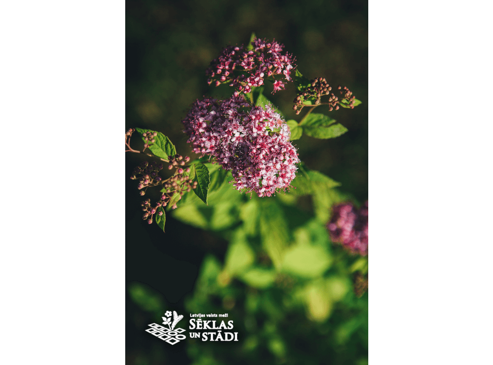 Latvijas stādi - Spiraea japonica GOLDEN PRINCESS = 'Lisp' - Japānas ...