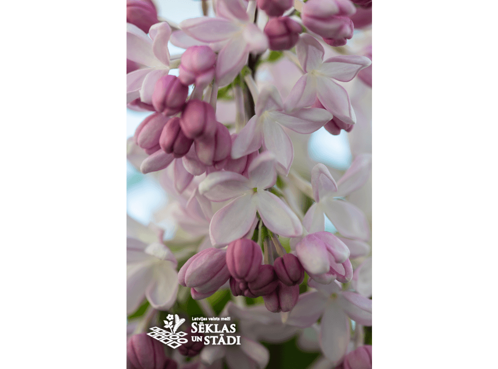 Latvijas stādi - Syringa × hyacinthiflora 'Esther Staley ...