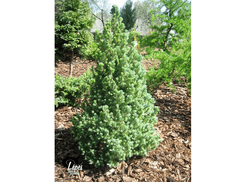 Latvijas stādi - Picea glauca 'Sander's Blue' - Kanādas egle, šķirne