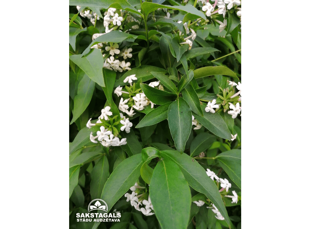 Latvijas stādi - Abelia mosanensis - Mosanas abēlija
