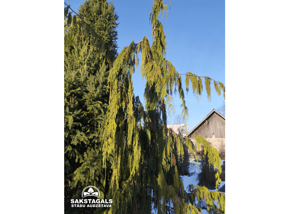 Latvijas stādi - Chamaecyparis nootkatensis 'Pendula' - Nutkas ...