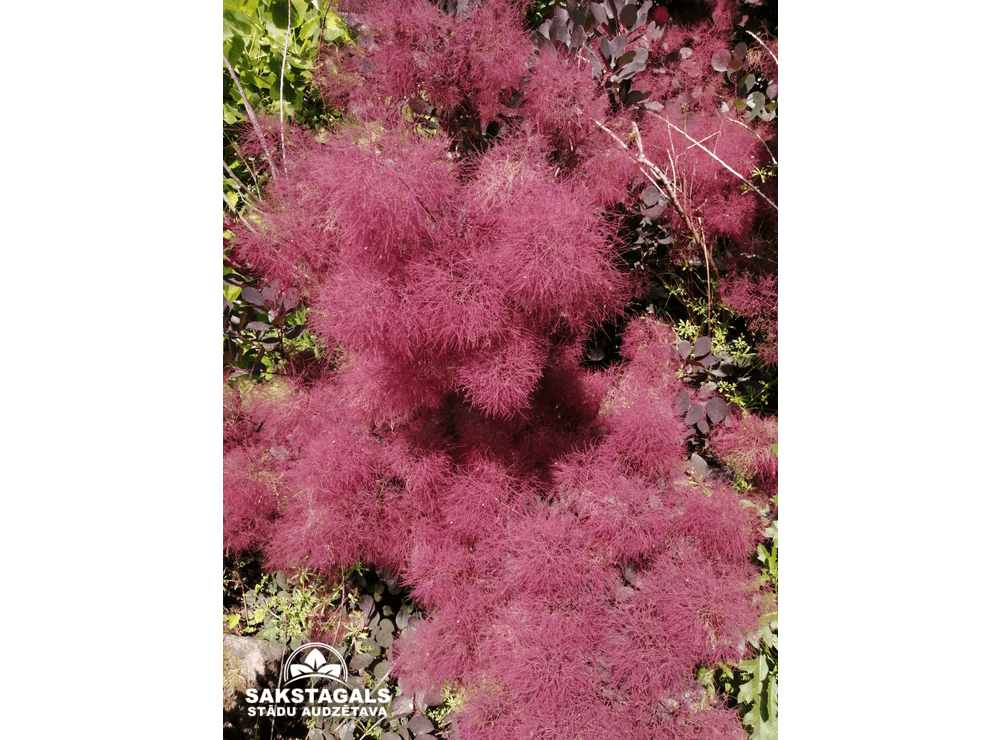 Latvijas stādi - Cotinus coggygria 'Royal Purple' - parastais parūkkoks ...