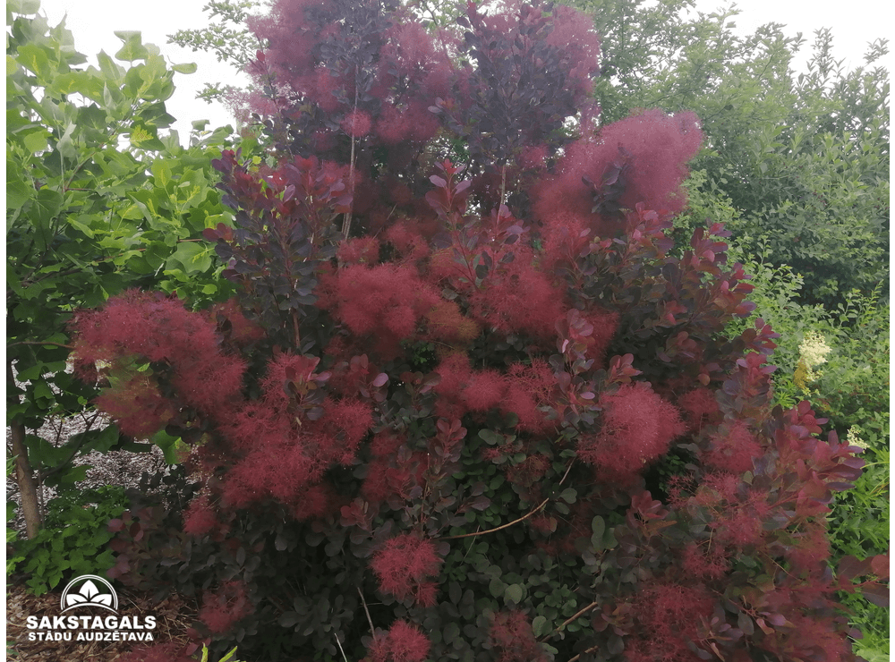 Latvijas stādi - Cotinus coggygria 'Royal Purple' - parastais parūkkoks ...