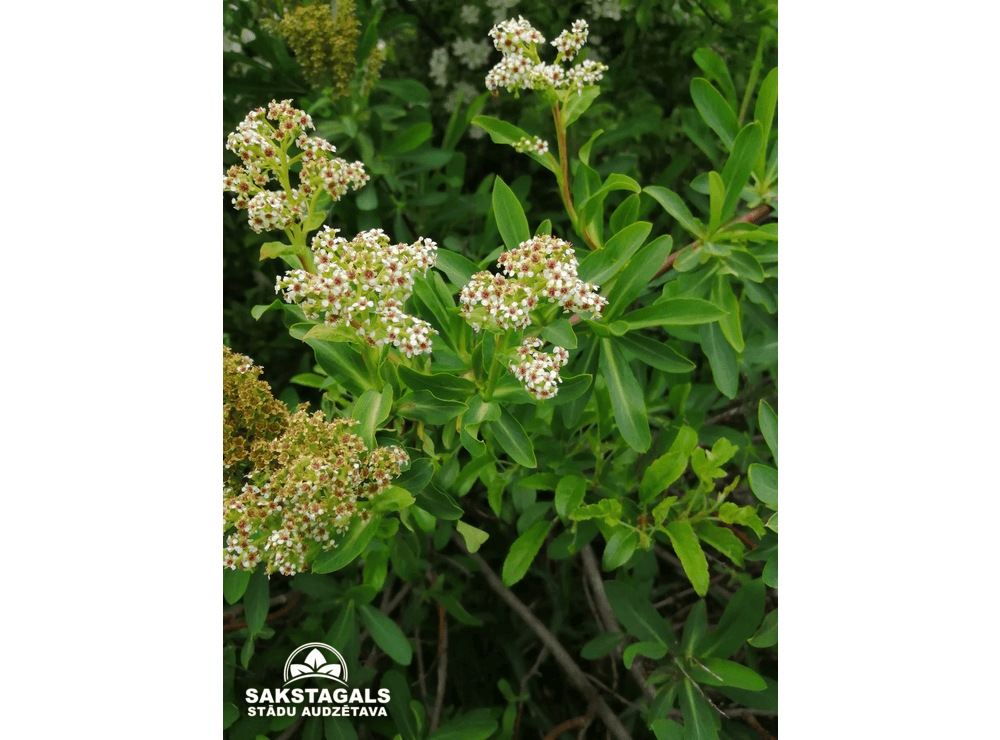 Latvijas stādi - Sibiraea altaiensis - Altaja sibireja