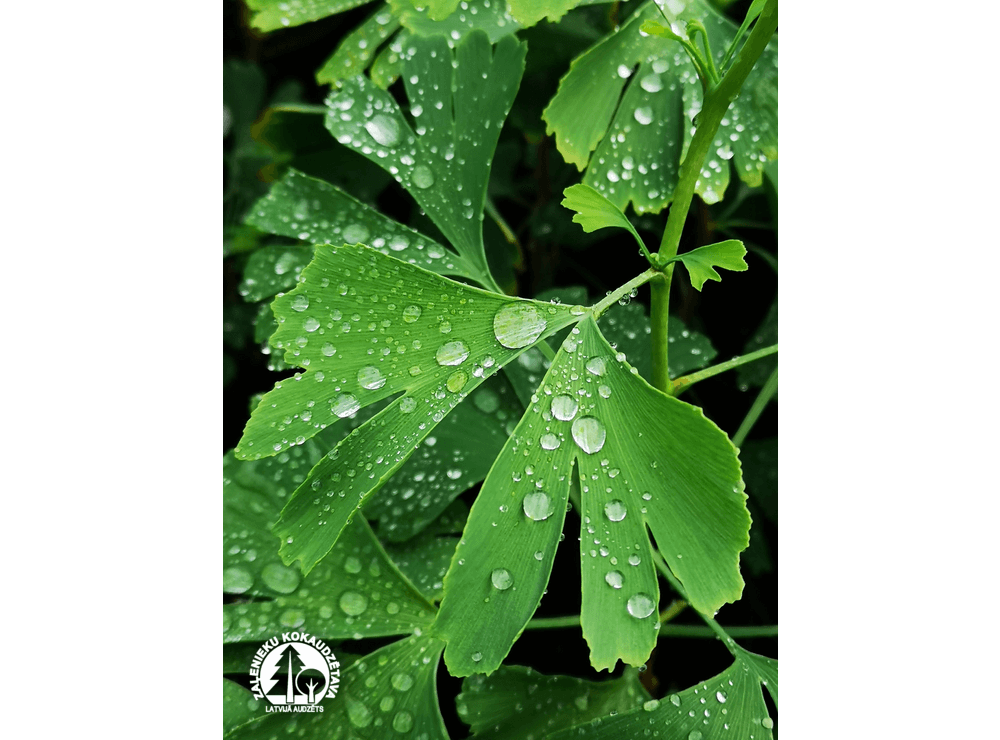 Latvijas stādi - Ginkgo biloba - divdaivu ginks