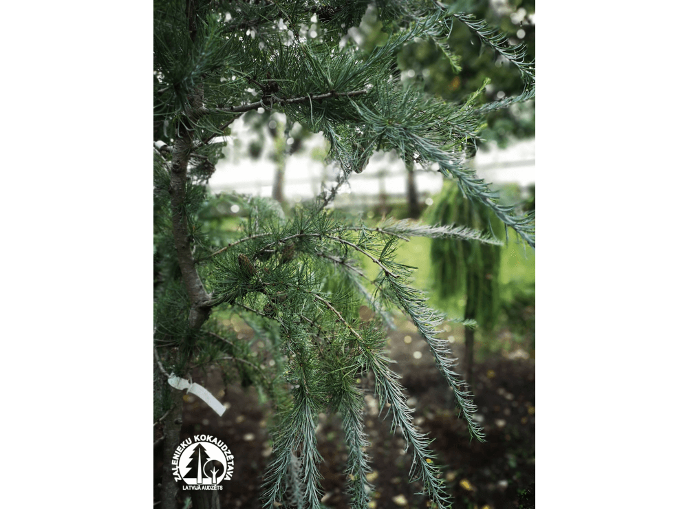 Latvijas stādi - Larix kaempferi 'Blue Rabbit' - Japānas lapegle, šķirne