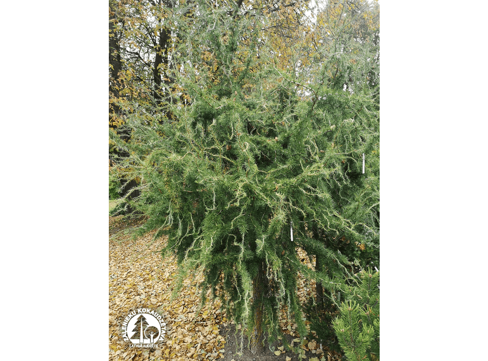 Latvijas stādi - Larix decidua 'Horstmann Recurved' - Eiropas lapegle ...