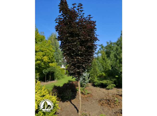 Latvijas stādi - APSTĀDĪJUMU VEIDOTĀJU CEĻVEDIS LATVIJAS STĀDAUDZĒTAVU ...