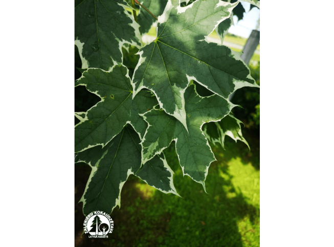 Latvijas stādi - APSTĀDĪJUMU VEIDOTĀJU CEĻVEDIS LATVIJAS STĀDAUDZĒTAVU ...