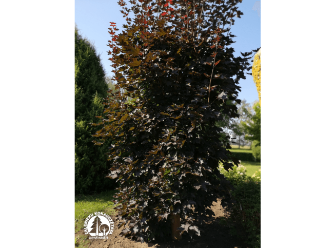 Latvijas stādi - APSTĀDĪJUMU VEIDOTĀJU CEĻVEDIS LATVIJAS STĀDAUDZĒTAVU ...