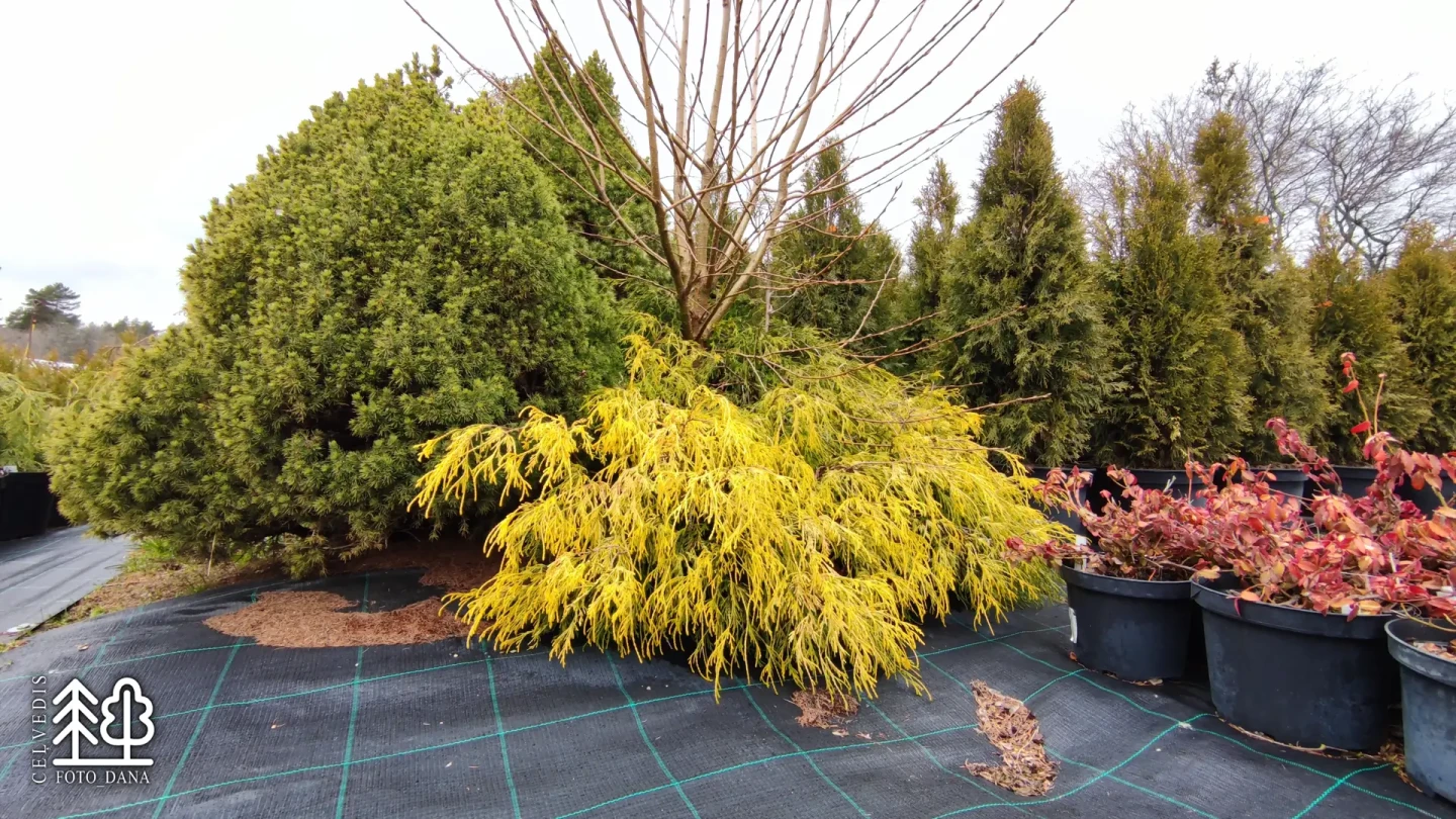 Latvijas stādi - Chamaecyparis pisifera 'Sungold' - zirņu paciprese ...
