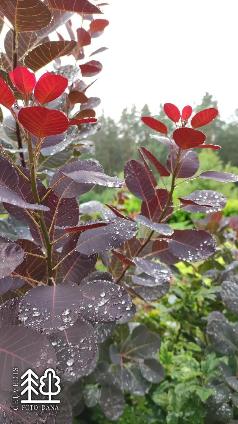 Latvijas stādi - Cotinus coggygria 'Royal Purple' - parastais parūkkoks ...
