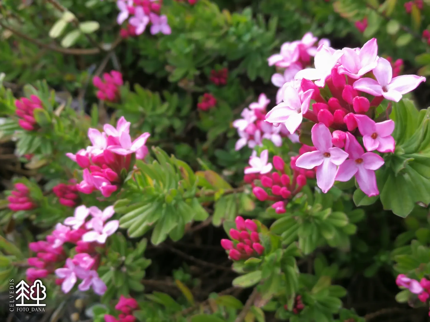 Latvijas stādi - Daphne cneorum - rozmarīna zalktene