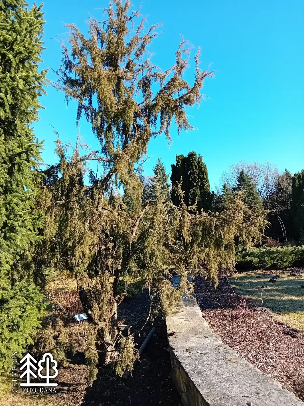 Latvijas stādi - Juniperus communis 'Pendula' - parastais kadiķis, šķirne