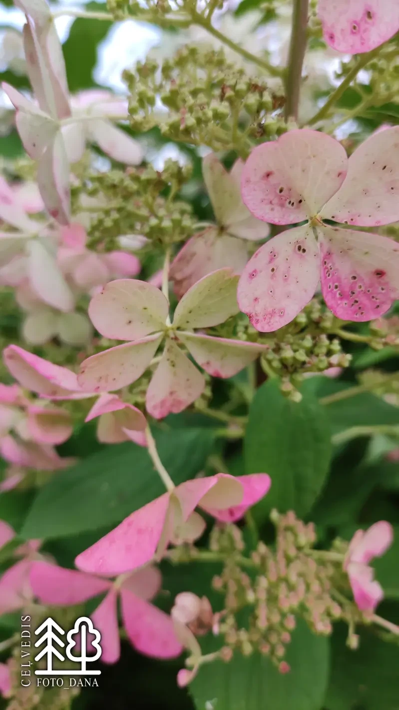 Latvijas stādi - Hydrangea paniculata 'Mega Pearl' - skarainā ...
