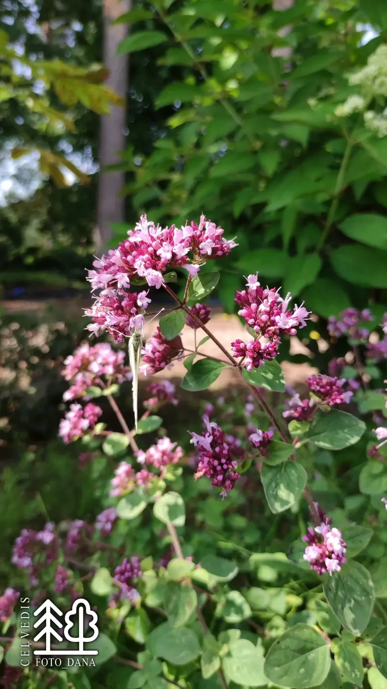 Latvijas stādi - Origanum vulgare - parastā raudene