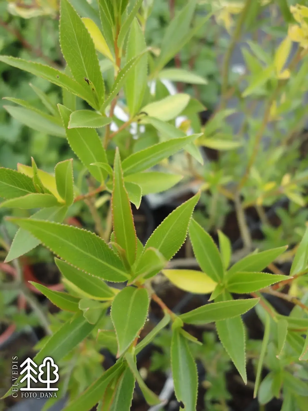 Latvijas stādi - Salix × fragilis var. bullata - trauslais sētas vītols ...