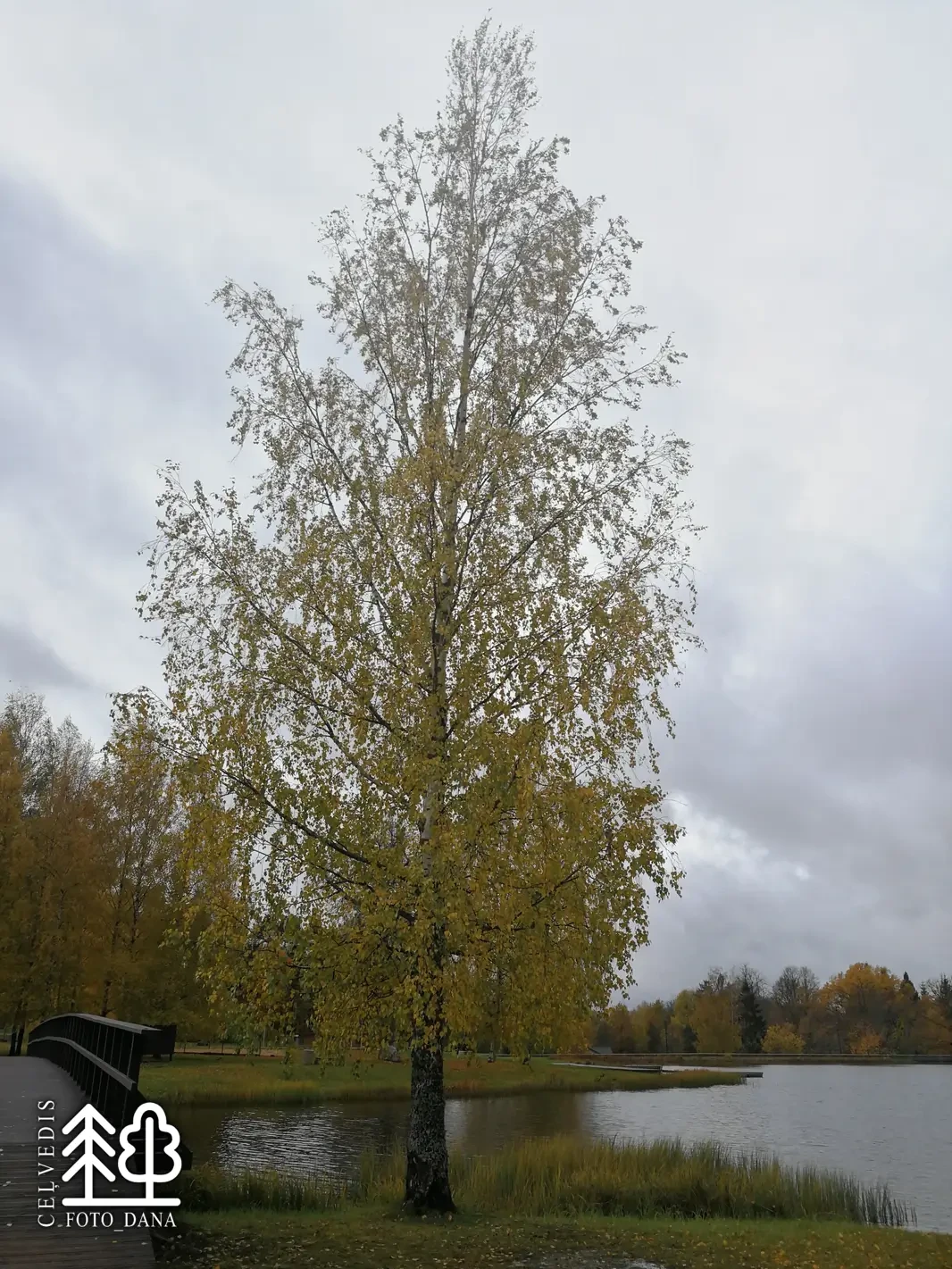 Latvijas stādi - Betula pendula - āra bērzs