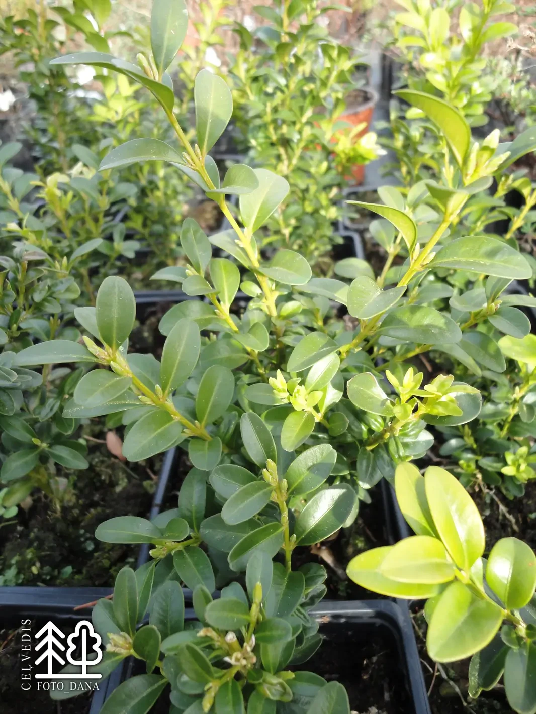 Latvijas stādi - Buxus sempervirens - mūžzaļais buksis