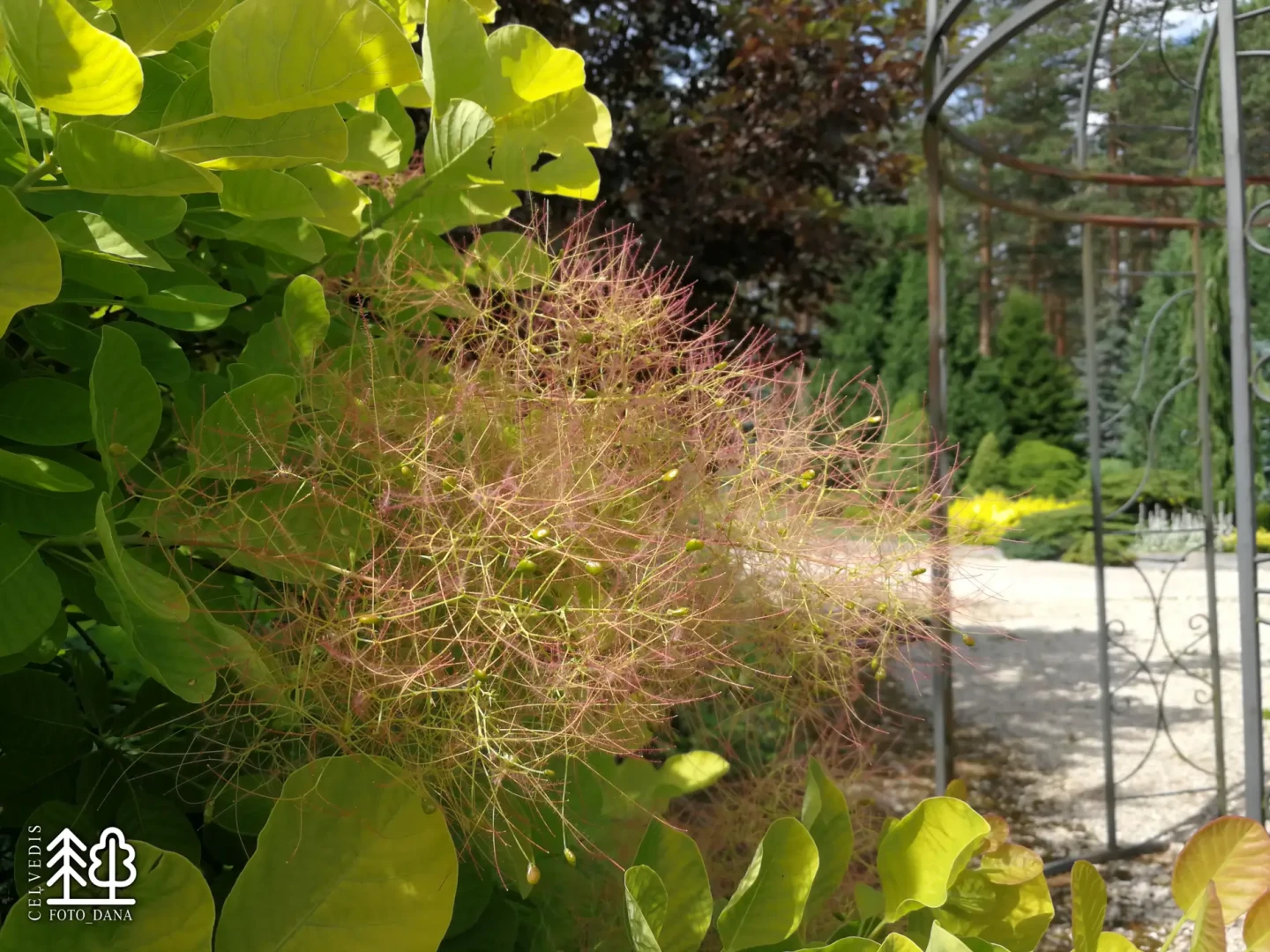 Latvijas stādi - Cotinus coggygria GOLDEN SPIRIT = 'Ancot' - parastais ...