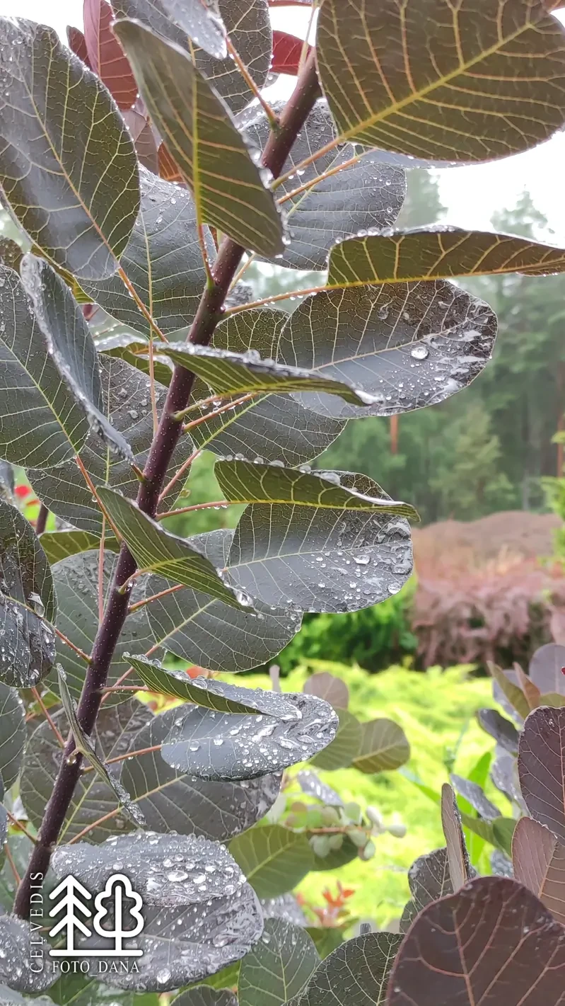 Latvijas stādi - Cotinus coggygria 'Royal Purple' - parastais parūkkoks ...